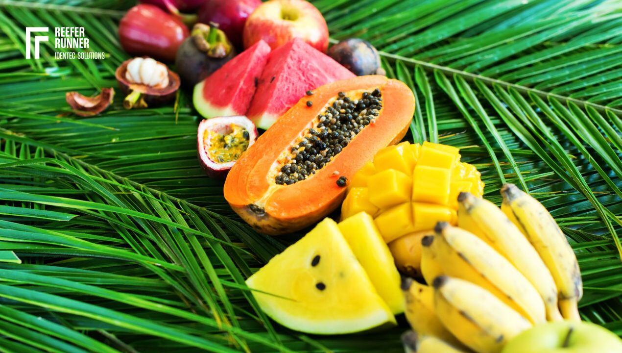 Fruit Export: The Journey from Brazilian Orchards to European Tables